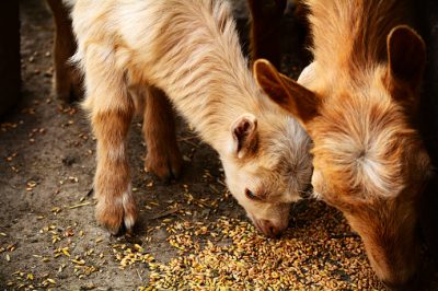 Back from the Vet: Rumen Disorders in Goats - Goat Journal
